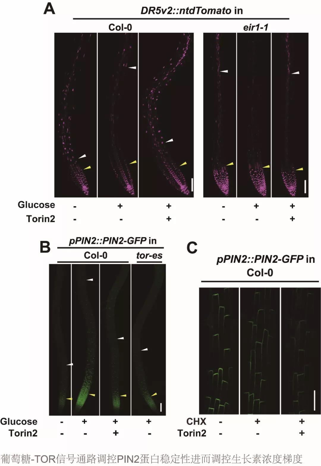 PNAS | 福建农林大学熊延团队发现葡萄糖-TOR-PIN2通路调节根系生长素梯度分布 - 知乎