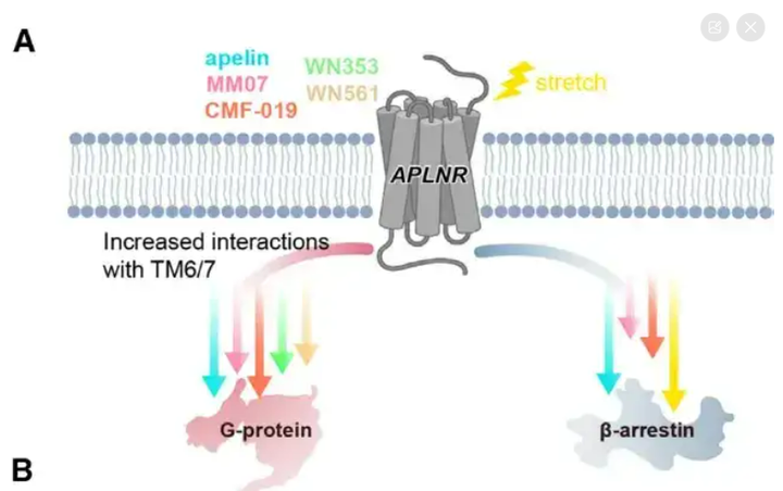 非肥厚型apelin受体调节剂的结构设计 - 知乎