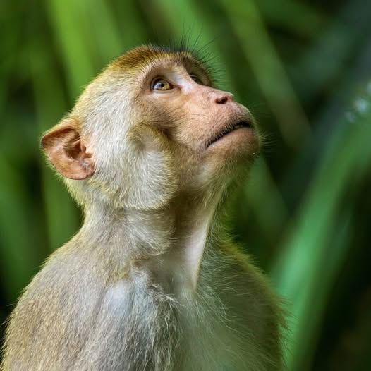 猴子会有意识地做出面部表情吗？Do Monkeys Make Faces on Purpose? - 知乎