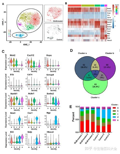 文献解读｜单细胞RNA测序鉴定博莱霉素诱导的肺纤维化中内皮细胞的异 - 知乎