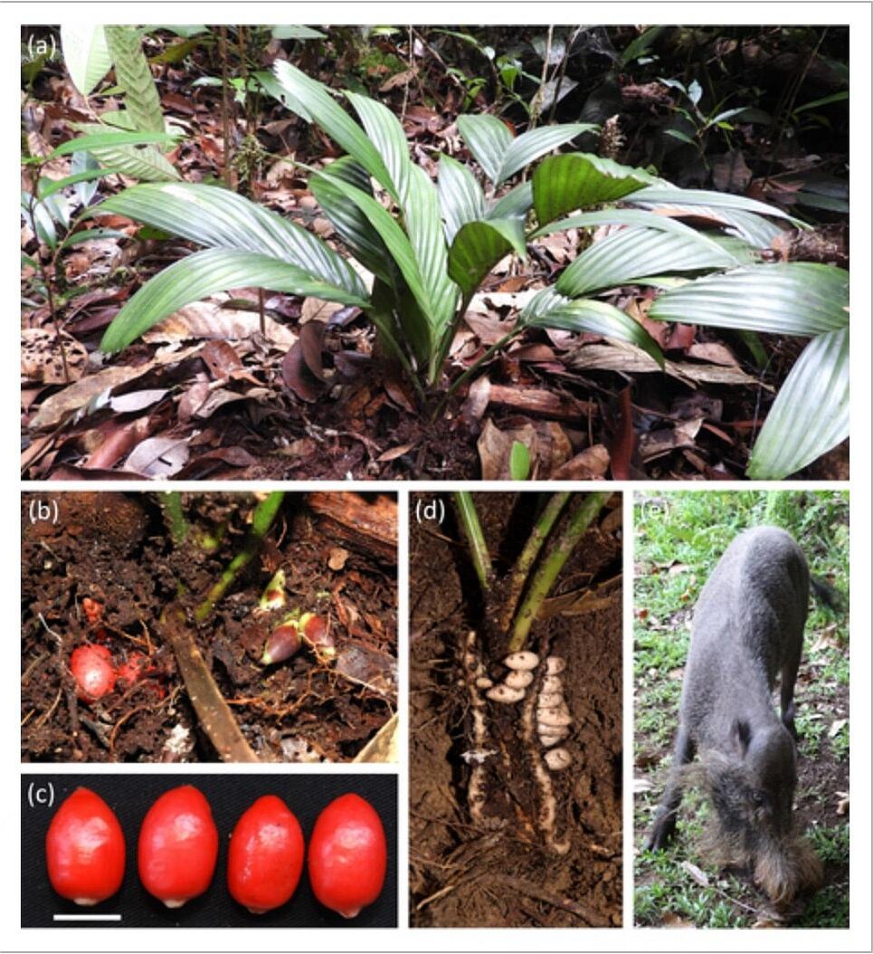 除了花生还有哪些种子长在地下的植物? - 知乎