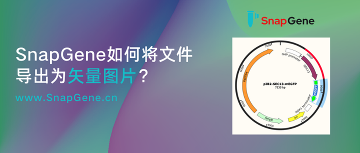 SnapGene如何将文件导出为矢量图片 - 知乎