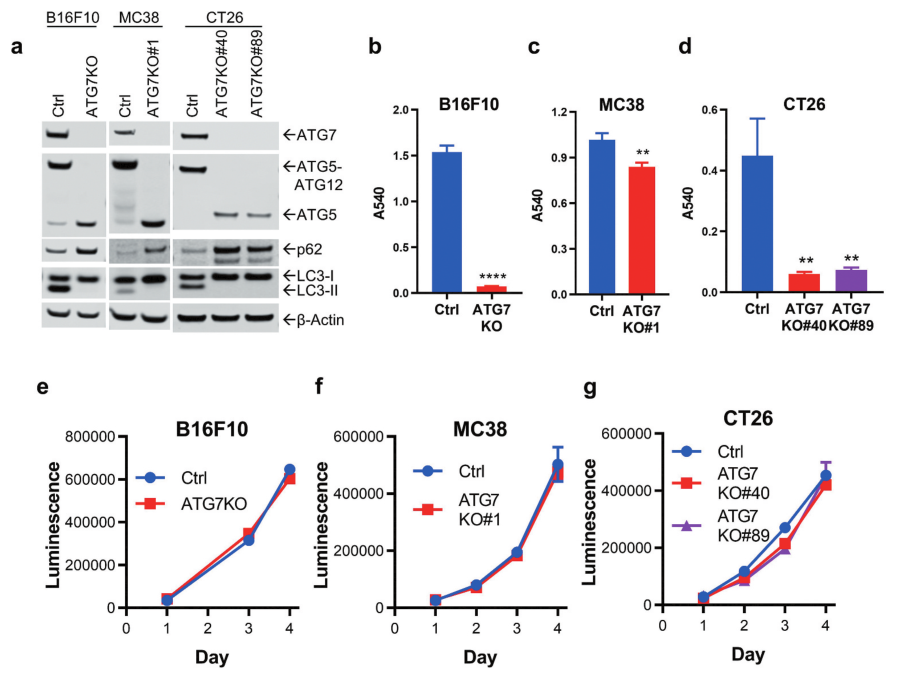 基因编辑CT26.WT细胞系——结肠癌研究与治疗的神奇途径 |源井生物 - 知乎