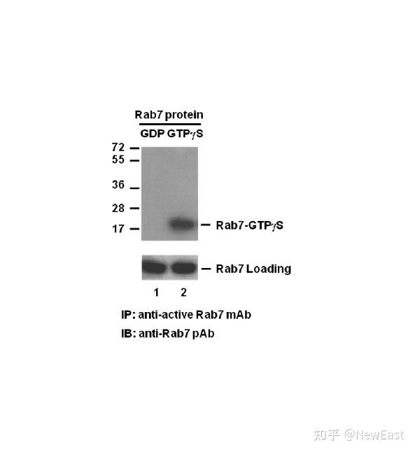 活性抗体丨Rab7-GTP鼠单抗丨文献 - 知乎