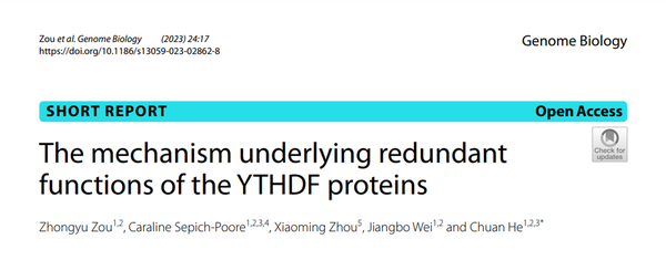 Genome Biol︱何川团队解析YTHDF家族蛋白功能的“不同”与“同” - 知乎