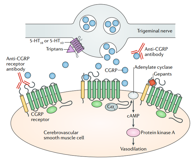 一文掌握CGRP靶向药物研发进展 - 知乎