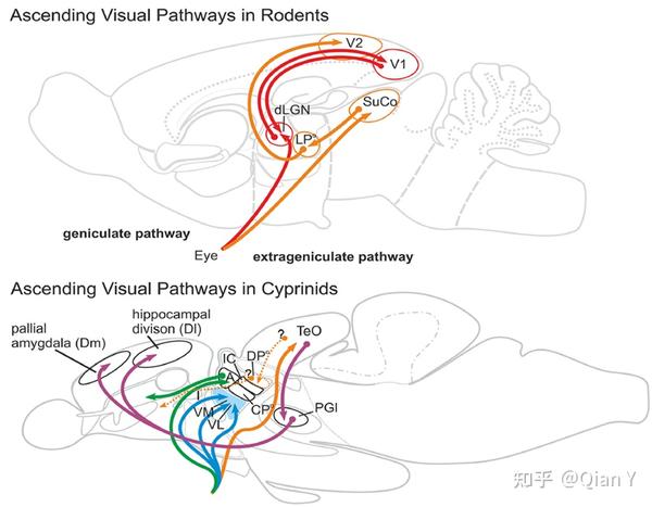 丘脑(Thalamus)之门 - 知乎