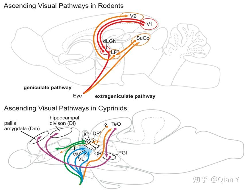 丘脑(Thalamus)之门 - 知乎
