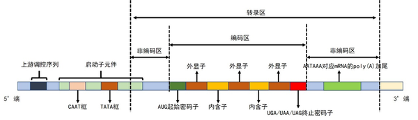 无义介导的mRNA降解(NMD) - 知乎