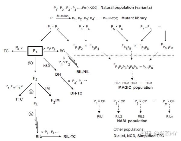 基因挖掘之BSA (Bulk segregation analysis) - 知乎