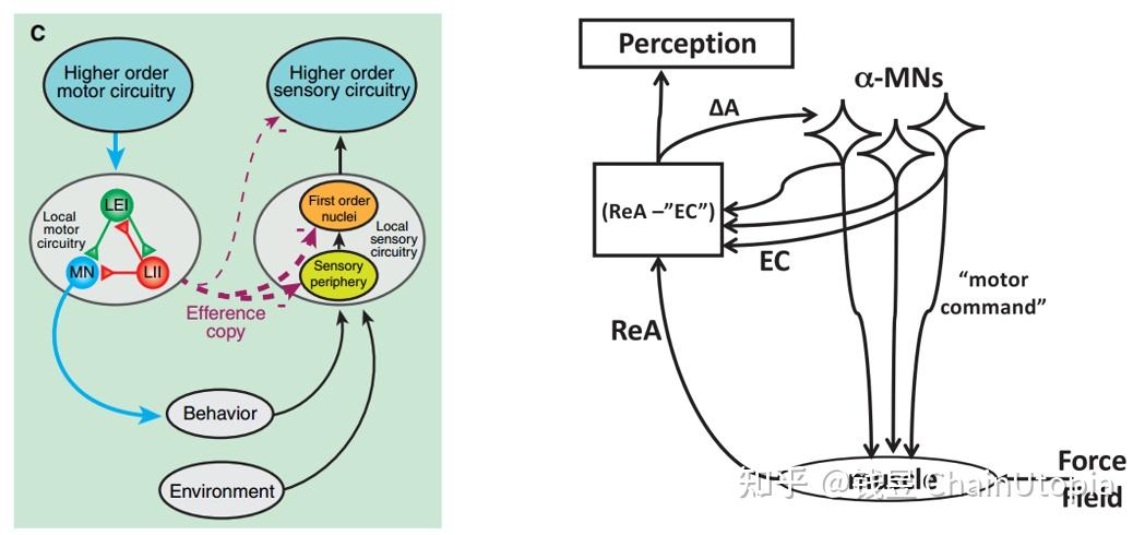 脊髓向大脑传递了什么信息？ - 知乎