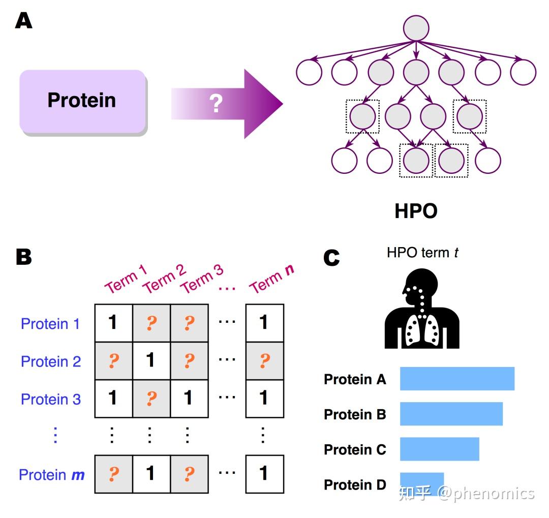 Phenomics| 人类蛋白质相关临床表型的现有预测算法的系统综述 - 知乎