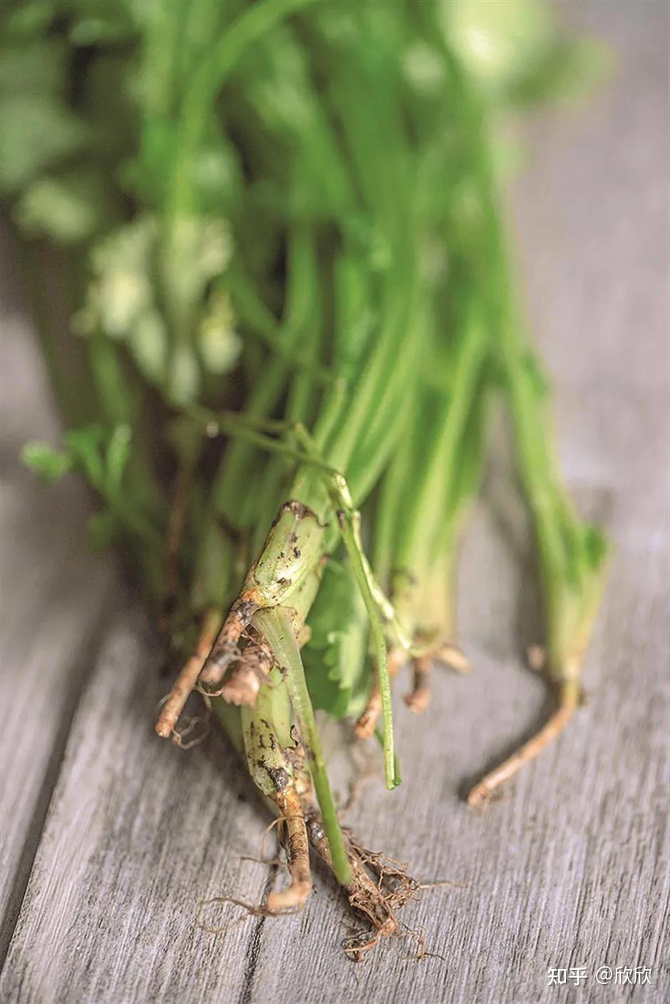 Cilantro, the unsung hero of tasty cuisine - 知乎