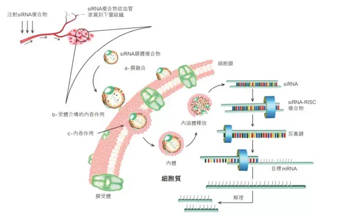 智慧芽PharmSnap | 中国核酸药物第一股——圣诺医药正式登陆港交所 - 知乎