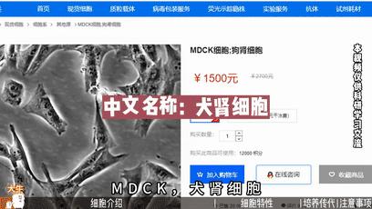 MDCK细胞培养，犬肾细胞培养攻略 - 丰晖生物 - 知乎