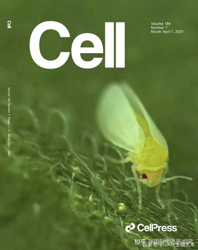 Cell封面！20年磨一剑，烟粉虱广泛寄主适应性的分子机制 - 知乎
