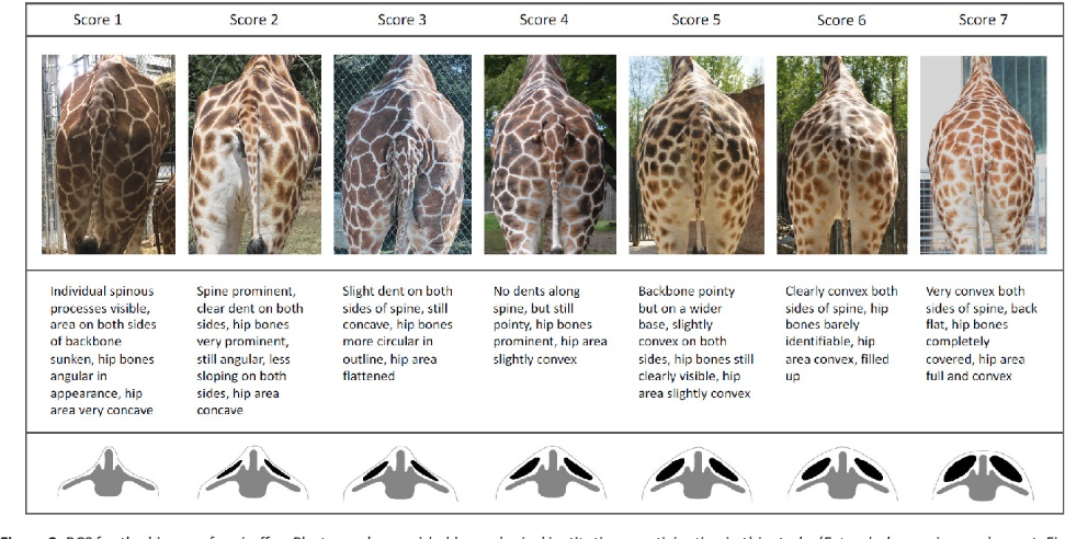 你有没有想过，把长颈鹿运到动物园生活有多难 - 知乎