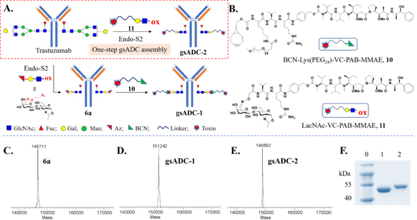 13-曜享干货 | 连接子（Linker）——mAb到ADC之路的关键 - 知乎