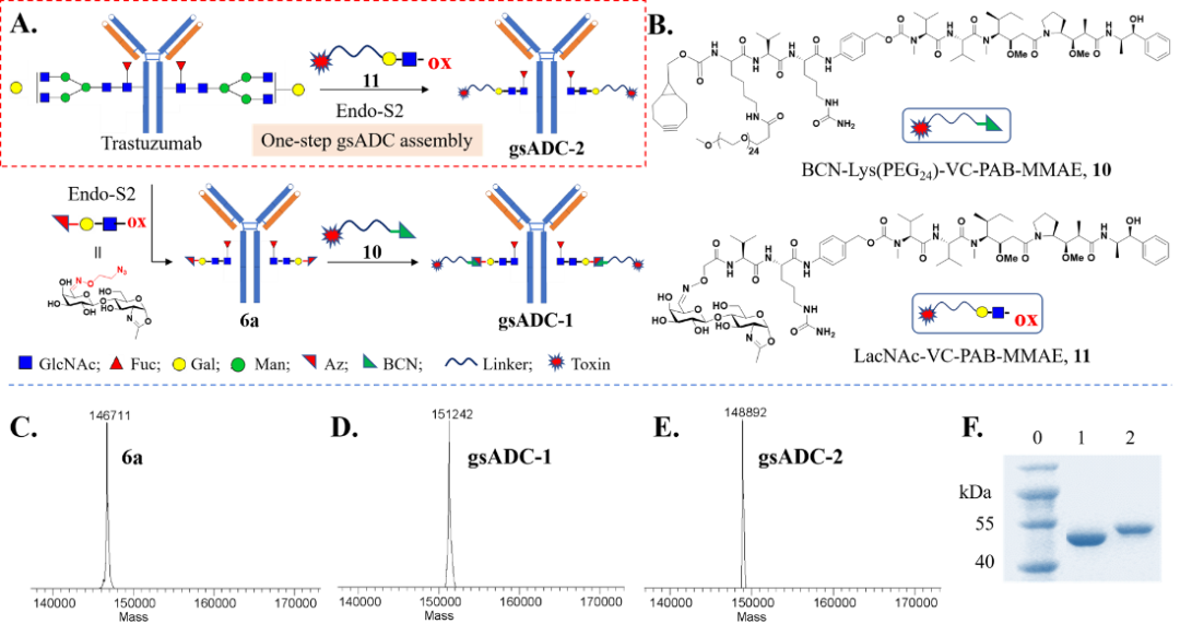 13-曜享干货 | 连接子（Linker）——mAb到ADC之路的关键 - 知乎