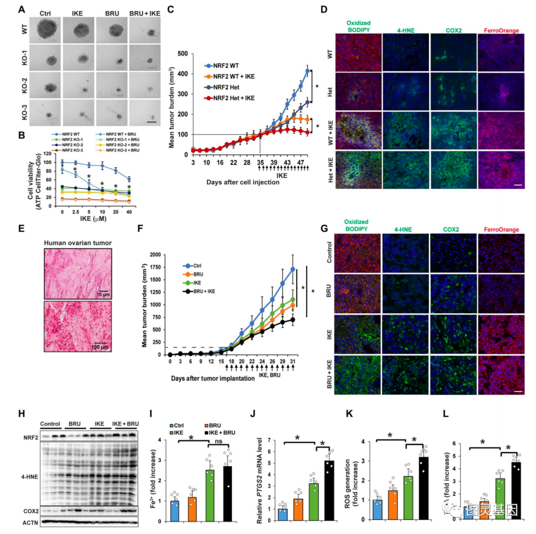 Sci Adv ｜ 铁稳态和铁死亡新机制为难治性和复发性癌症提供可能 - 知乎