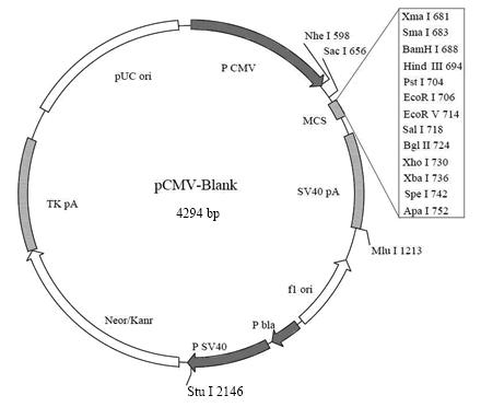 （二）学习笔记-质粒载体的构建 - 知乎