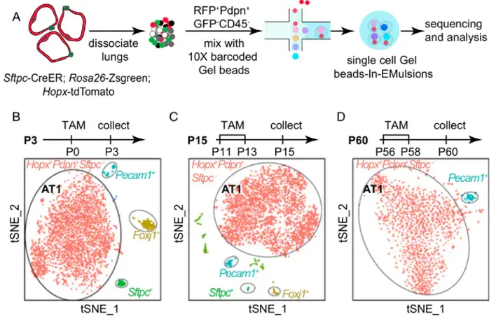 25篇单细胞高分文章研究思路独家奉上！ - 知乎