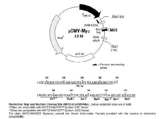 蛋白表达中常用的PolyA信号及其作用你了解吗？？ - 知乎