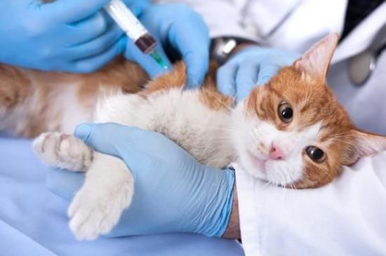 如何判断猫咪是否有寄生虫呢？ 知乎