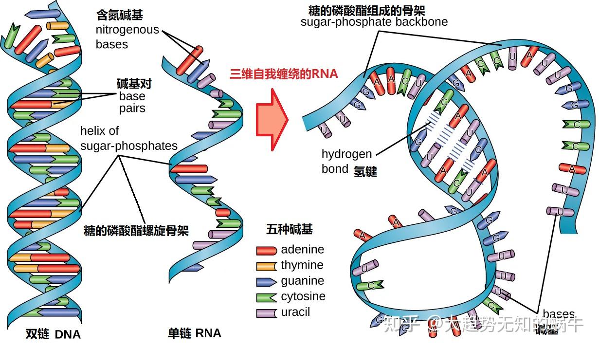 我们不知道答案的125个科学问题64rna的功能 知乎