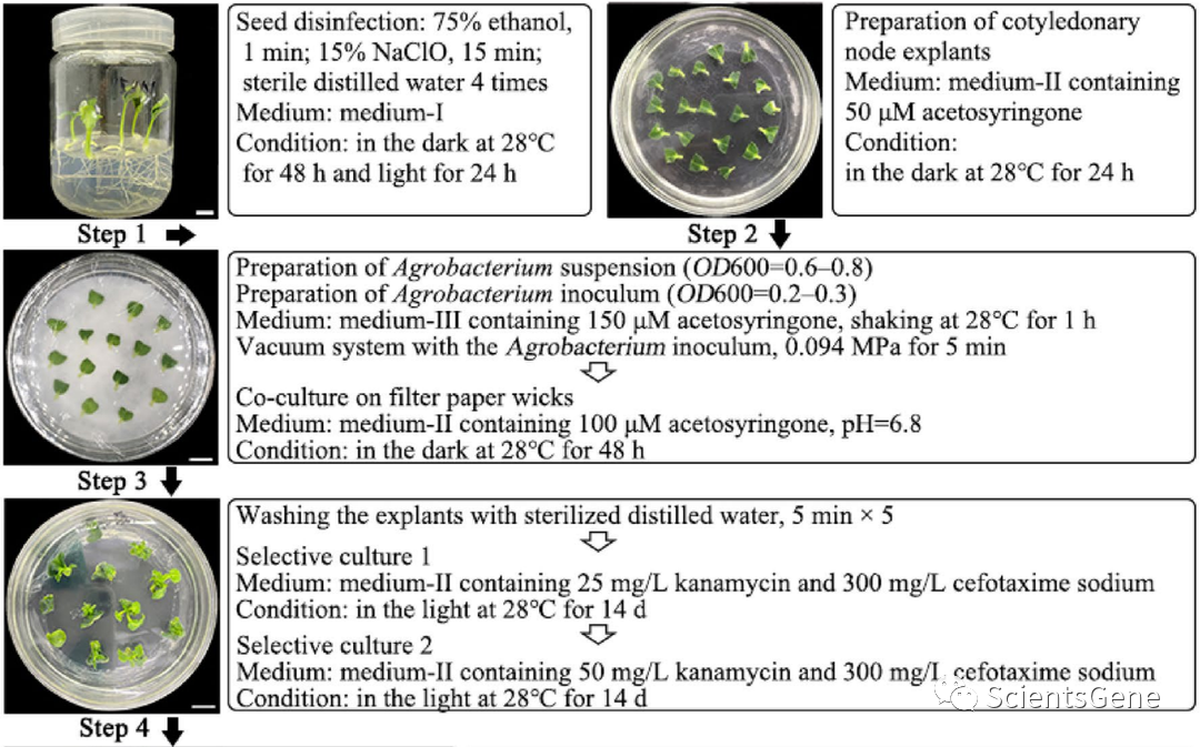【Plant Biotech J】在黄瓜中使用抗生素和乙酰丁香酮改进根癌农杆菌介导的遗传转化体系 - 知乎