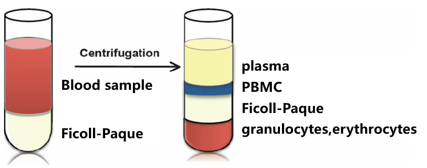 关于Ficoll，您不得不知的那些事儿 - 知乎