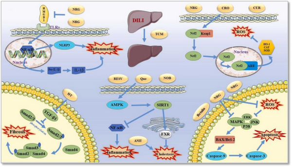 Pharmacol Res 综述 | 徐涛/周焕团队聚焦天然产物治疗药物性肝损伤的研究进展、作用机制、减毒方法 - 知乎