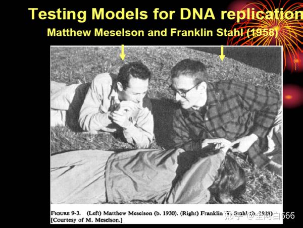 DNA的合成 - 知乎