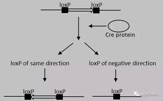过表达都是相似的，敲除的方法却很多 - 知乎