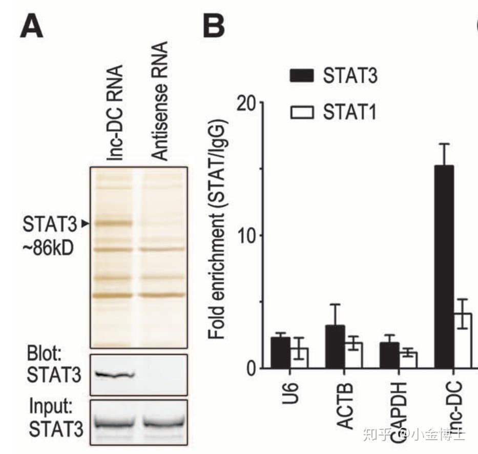 知无不“研”| 一文读懂RNA pull down - 知乎