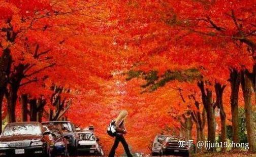 加拿大枫叶 - 知乎