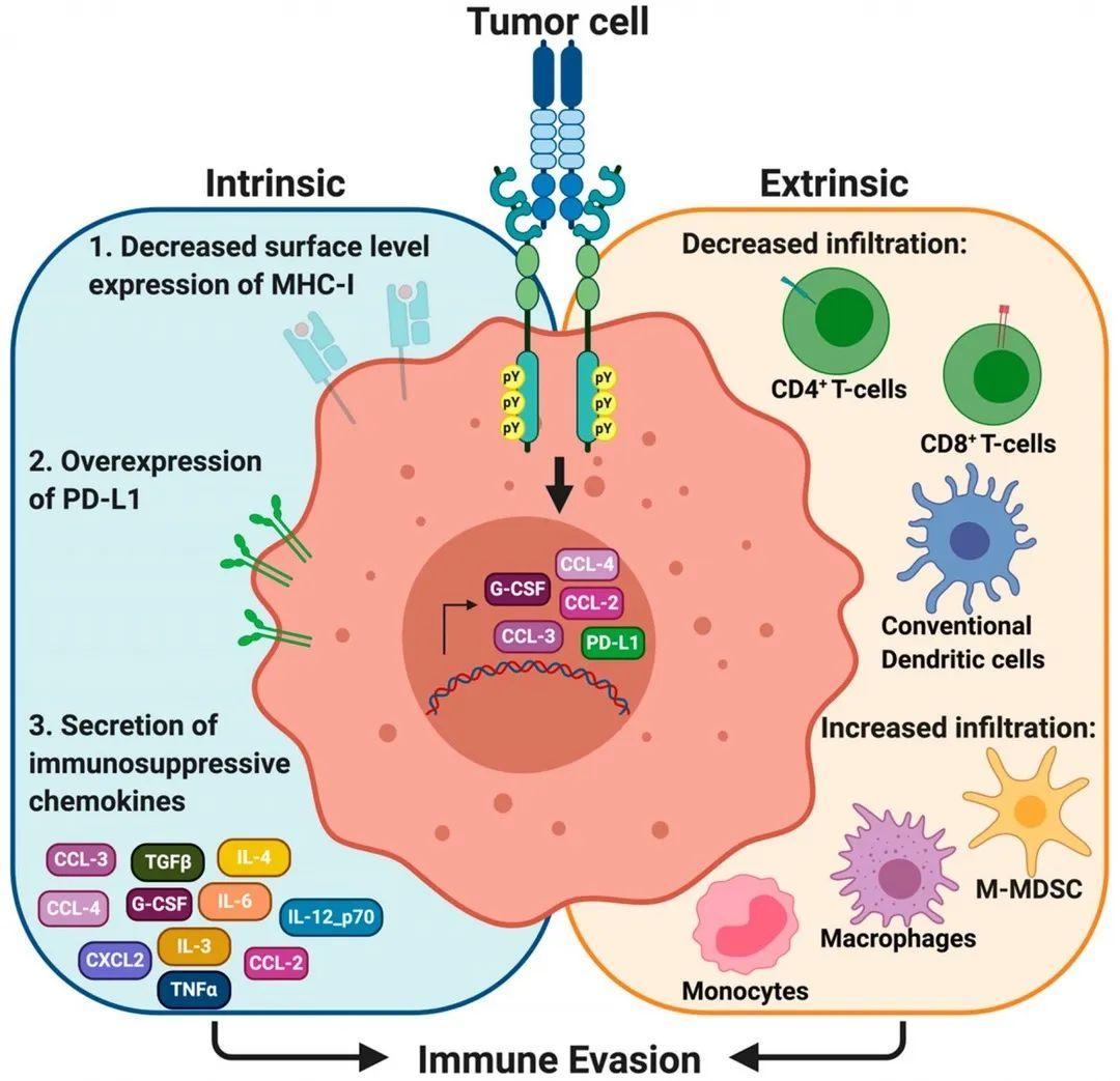 介导肿瘤耐药及免疫逃逸的潜力靶点：GAS6/TAM - 知乎
