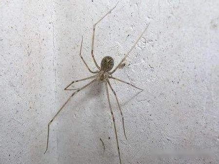 【动物界全系列】新蛛亚目—幽灵蛛科 - 知乎