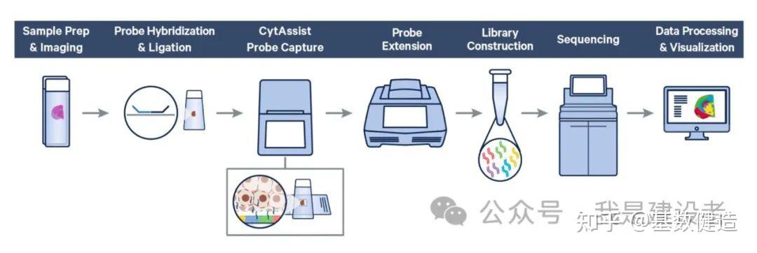 10x Genomics终于推出新的 Visium HD 平台！ - 知乎