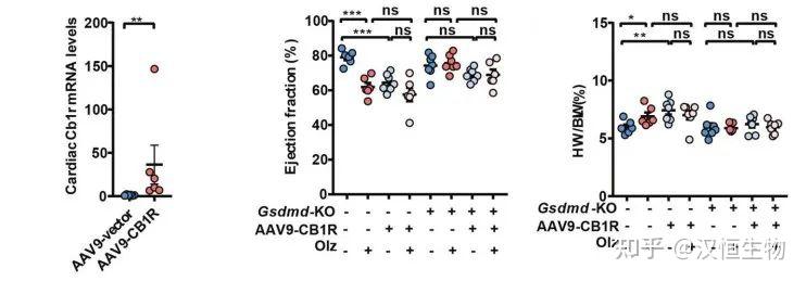 【心血管干货篇】AAV在心血管疾病研究中的靶向策略 - 知乎