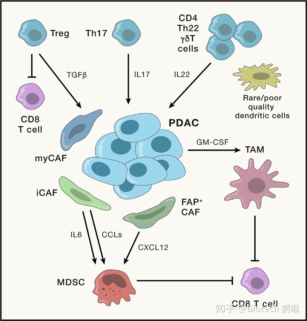 Cell丨胰腺导管腺癌：进展和挑战 - 知乎