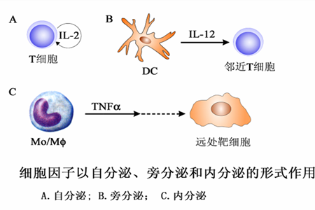 细胞因子的3种作用方式 - 知乎