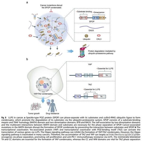 【文献导读】-人类健康和疾病中的液液相分离 - 知乎