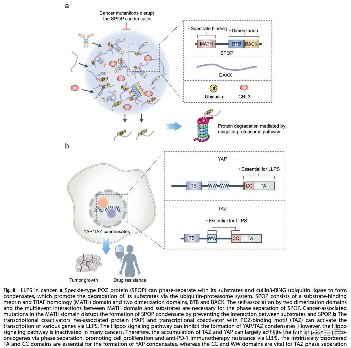 【文献导读】-人类健康和疾病中的液液相分离 - 知乎