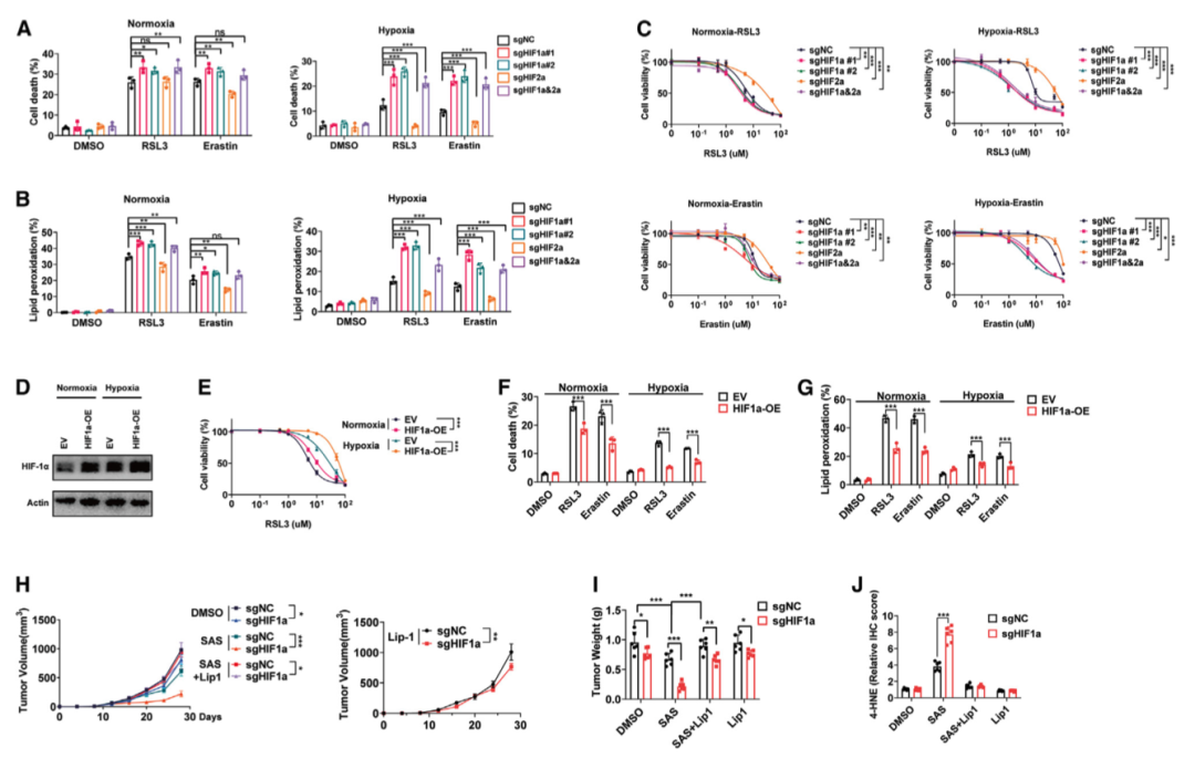 Cell Reports丨HIF-1α 通过促进乳酸产生和激活 SLC1A1 来驱动实体瘤对铁死亡的抵抗 - 知乎