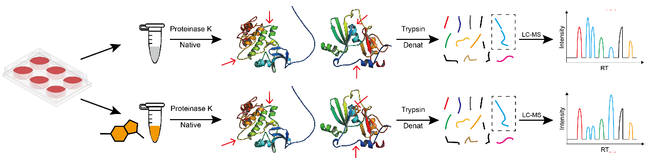 最直接真实的药物靶点筛选实验——LiP-MS药物靶点筛选技术 - 知乎