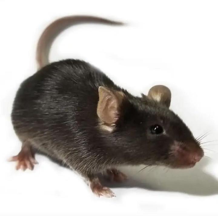 衰老进程中的生理与分子洞察 C57老龄鼠 - 知乎