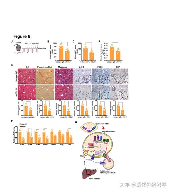 Hepatology︱陆云杰/李子龙/徐涌团队合作发现CCL11在肝纤维化中的作用和意义 - 知乎
