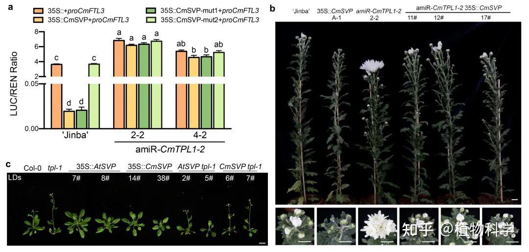 南京农业大学菊花遗传与种质创新团队揭示CmSVP招募CmTPL抑制CmFTL3调控菊花开花 - 知乎