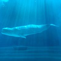 Nsight Graphics Frame Debugger and C++ Capture - 知乎